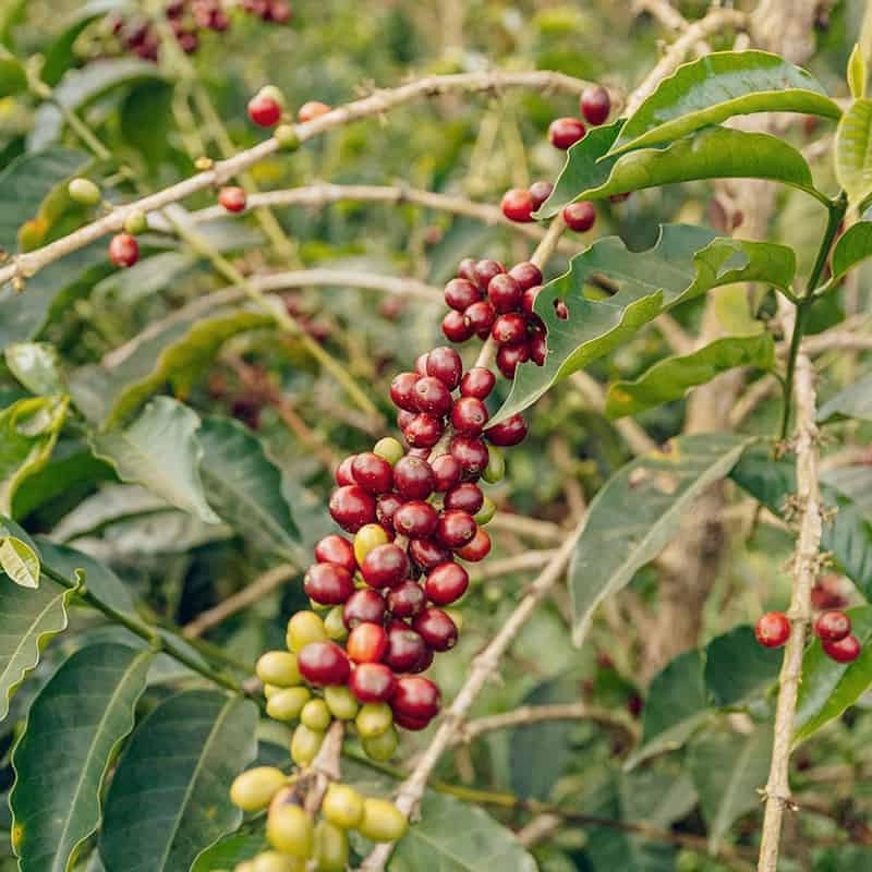 sudan rume coffee – Coffee nerd blog